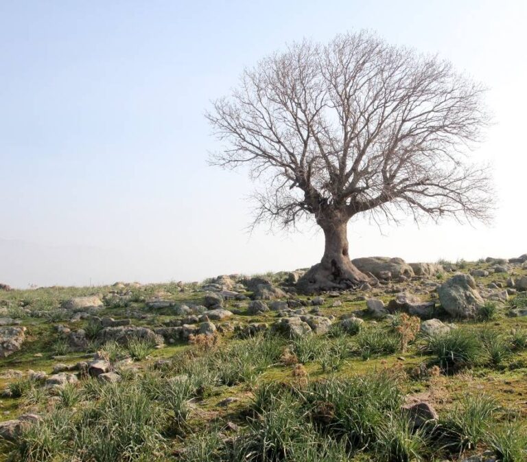 LARİSSA ANTİK KENT - MENEMEN / İZMİR - Tarih Gezisi